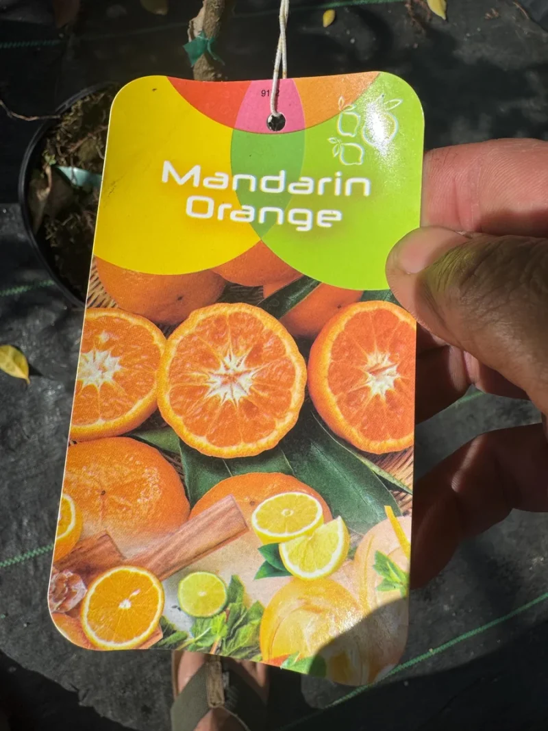 Kishu Seedless Mandarin Tree - 5 Gallon, 3 Feet Tall