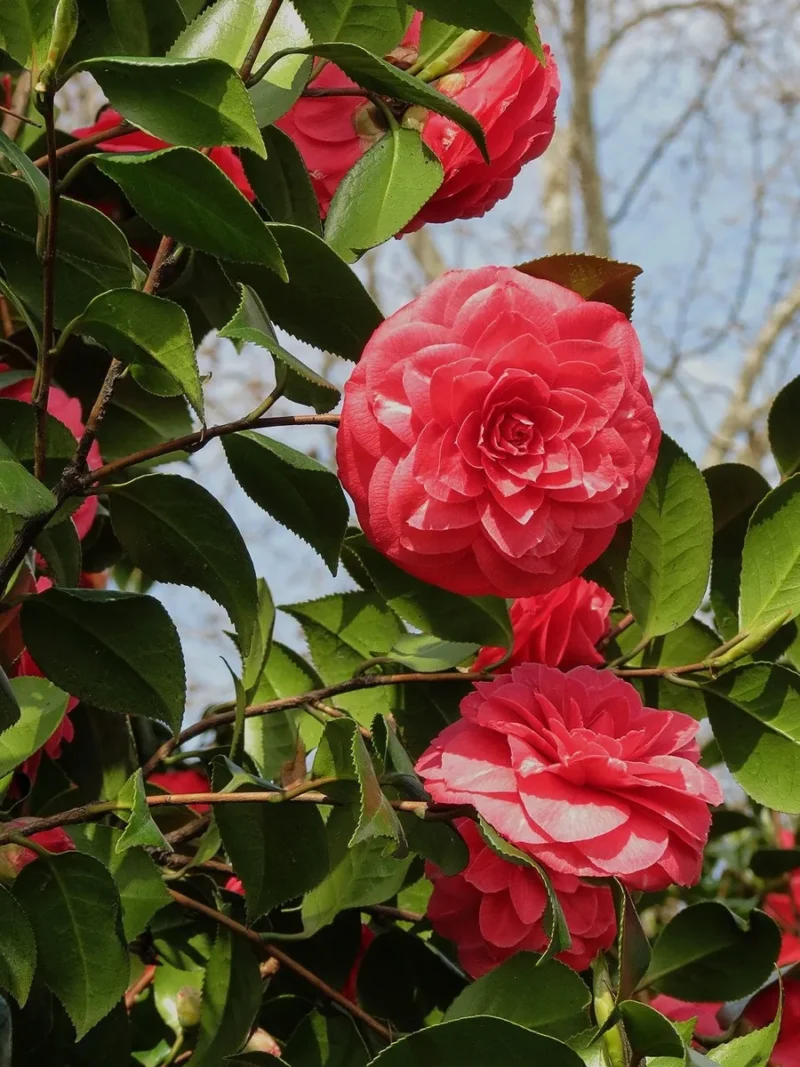 Kramer's Supreme Camellia Live Plant - Fragrant Red Flowers