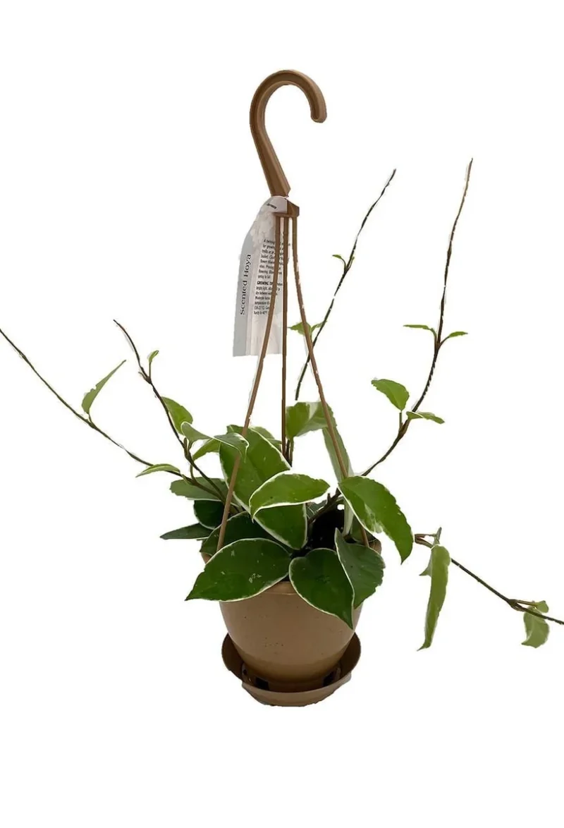 Krimson Queen Hoya Live Plant - 4.5" Hanging Basket