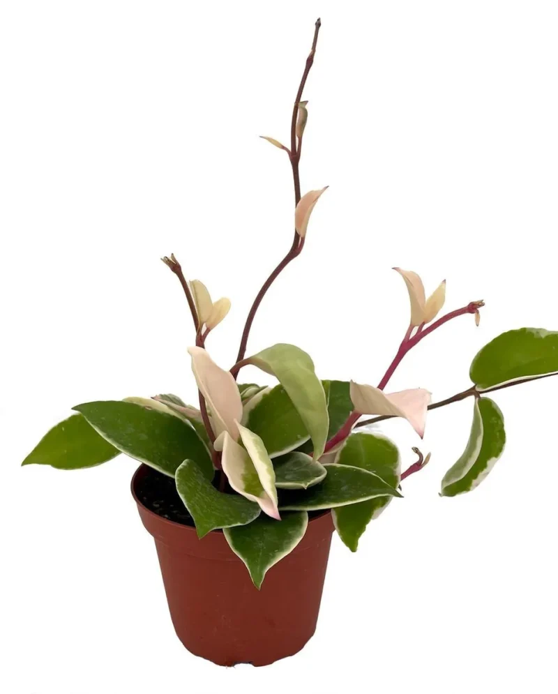 Krimson Queen Hoya Wax Plant - 4" Pot - Easy Care Houseplant