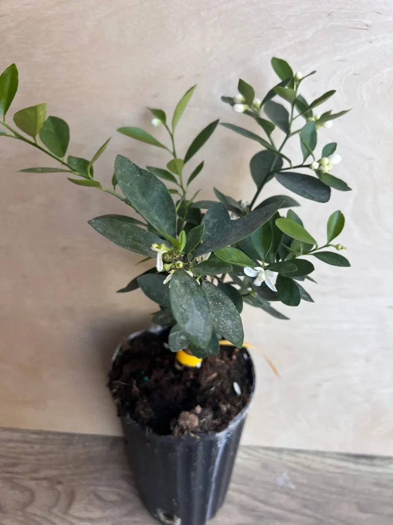 Kumquat Live Plant - Meiwa & Nagami Hybrid, 1/2 Gallon Pot