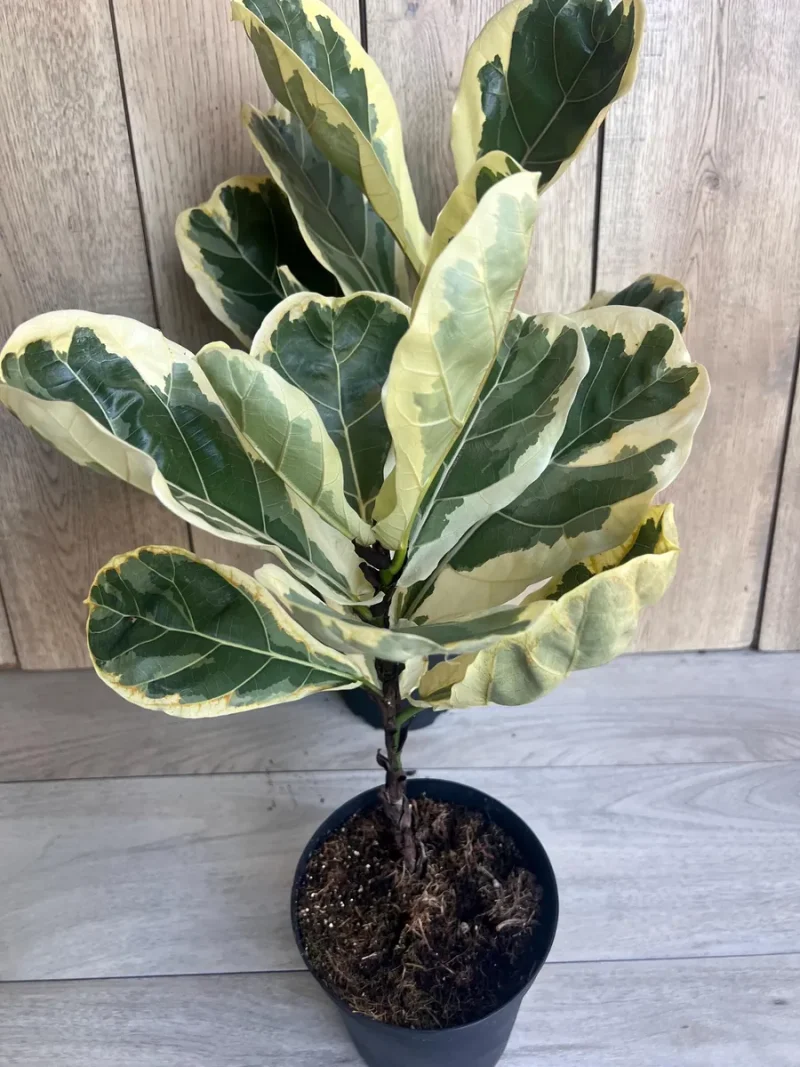 Variegated Fiddle Leaf Fig Plant - Ficus Lyrata 'Variegata'