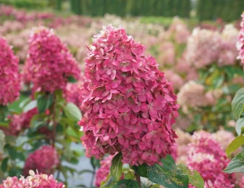 Limelight Prime Hydrangea Shrub Live Plant - 8-14" Tall
