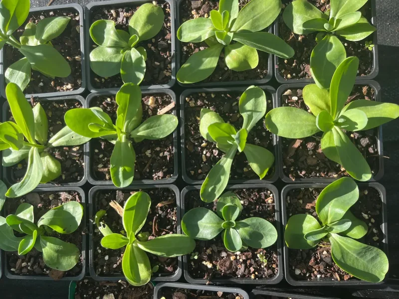 Lisianthus Live Plant - Well Rooted, 2-3.25 inch Pots