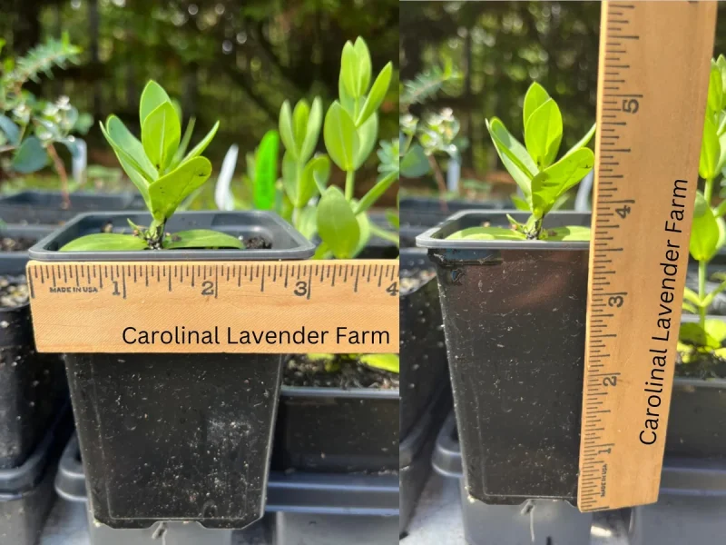 Lisianthus Live Plant - Well Rooted, 2-3.25 inch Pots