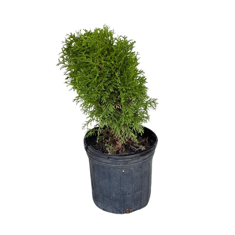 Little Giant Eastern Arborvitae - 1 Gallon Live Plant
