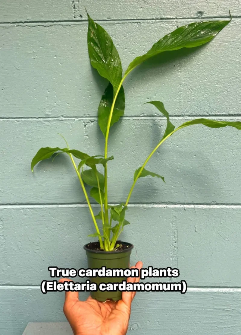 Live Cardamom Plant - 15+" Tall Elettaria Cardamomum