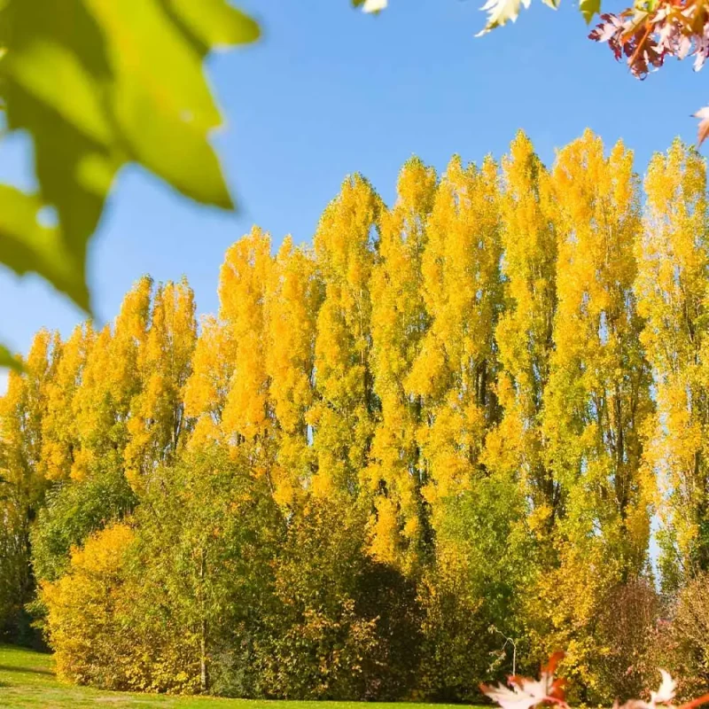 Lombardy Poplar Bare-root Trees - Fast-Growing Privacy Screen