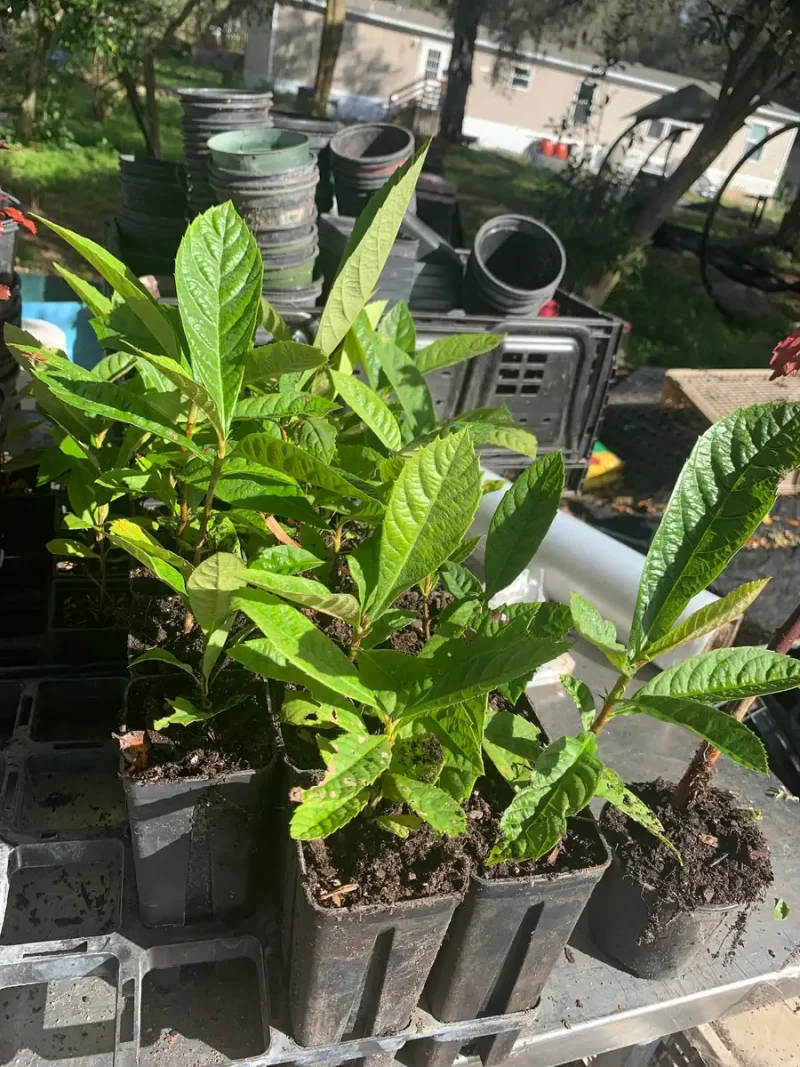 Loquat Tree (Eriobotrya japonica) - 2 Gallon Pot - Edible Fruit