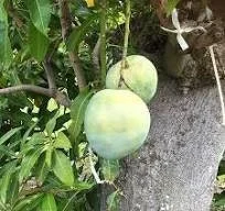 M4 Mango Tree - Grafted Live Plant, 1 ft Tall in 6" Pot