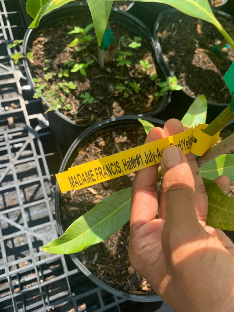 Madame Francis Mango Tree - Grafted Haitian Mango Plant