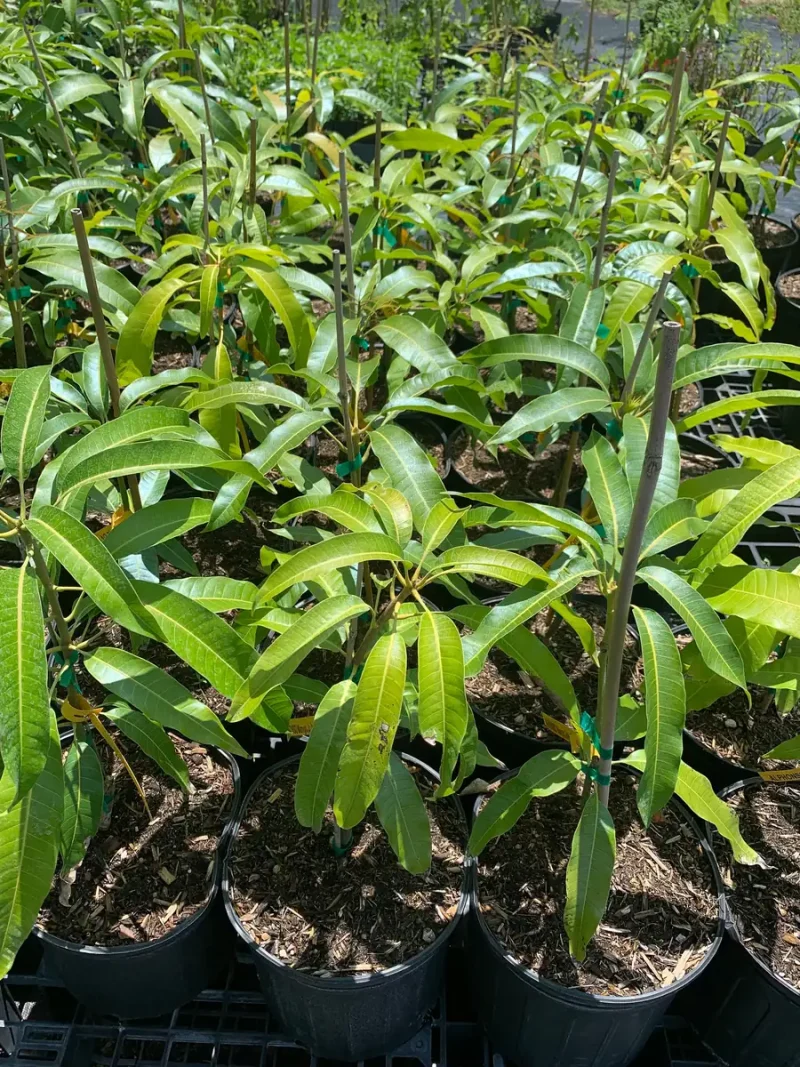 Madame Francis Mango Tree - Grafted Live Plant, 12" Tall