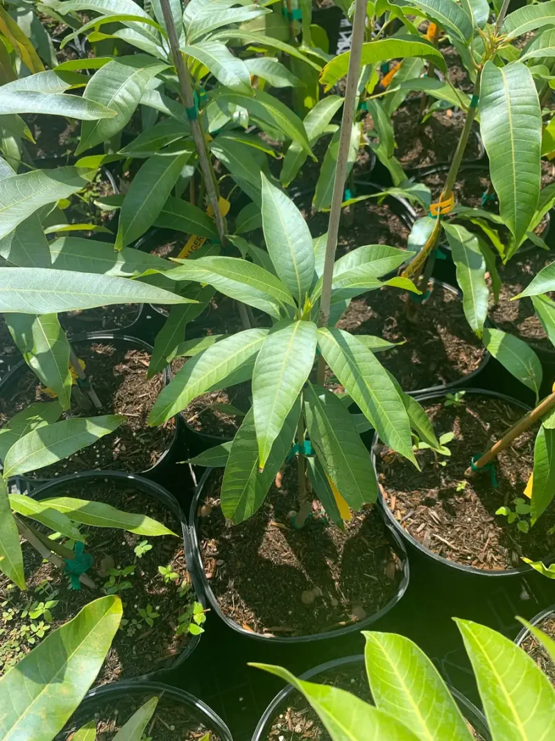 Madame Francis Mango Tree - Grafted Live Plant, 12" Tall