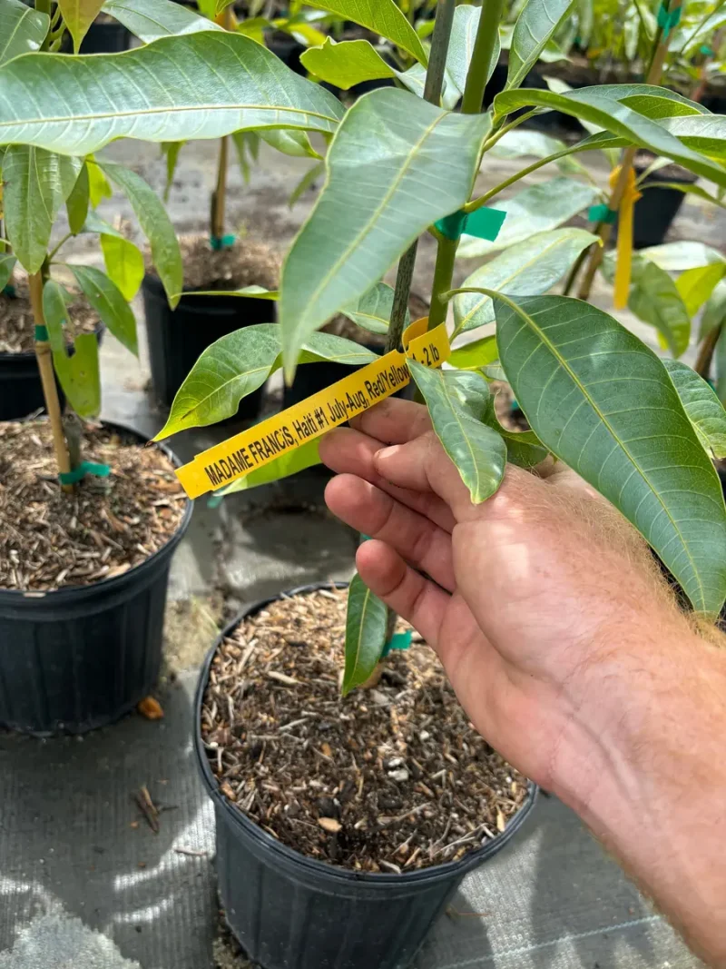 Grafted Madame Francis Mango Tree - 3 Gallon Pot