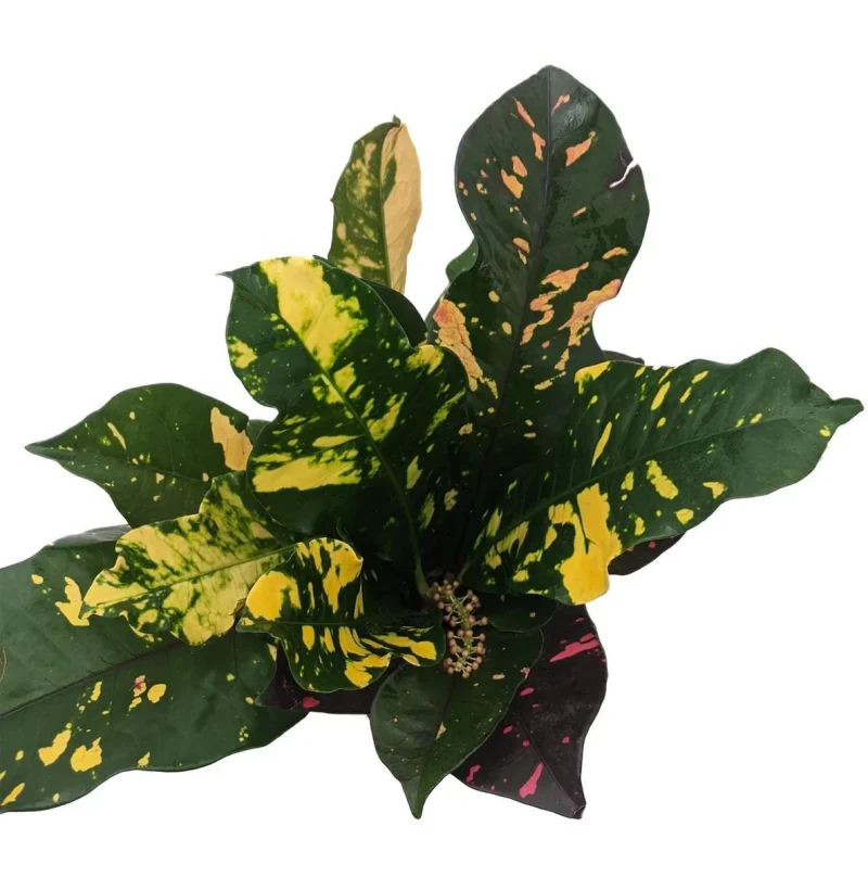 Magnificent Croton Live Plant - Colorful Houseplant 4 inch Pot
