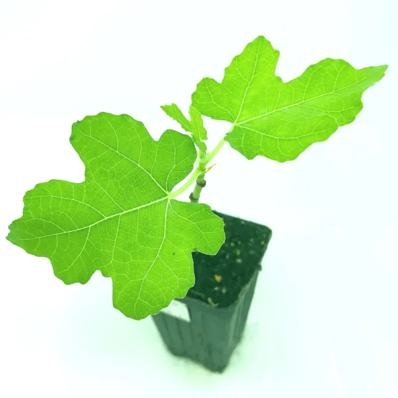 Magnolia Fig (Ficus carica) Live Starter Plant - 4+ Inches