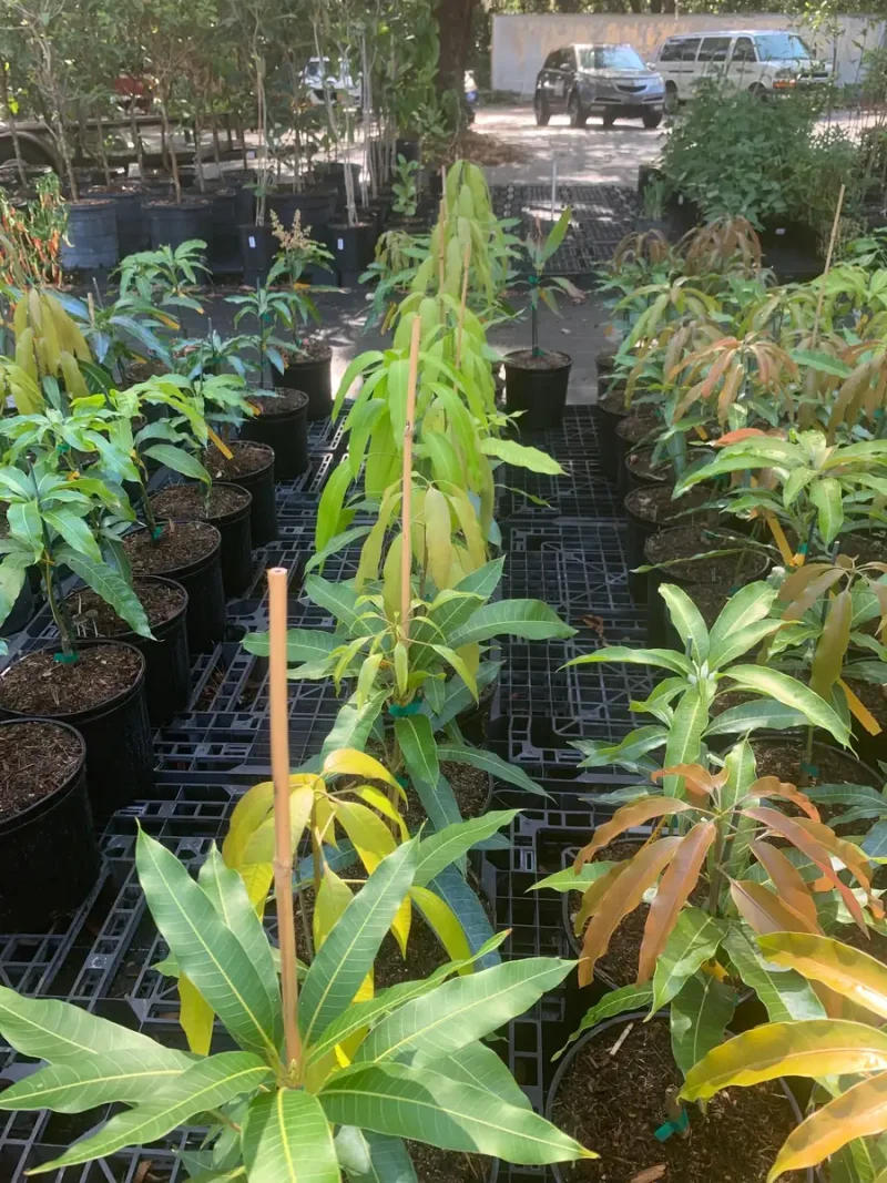 Maha Chanok Thai Mango Tree - Grafted Live Plant, 15" Tall