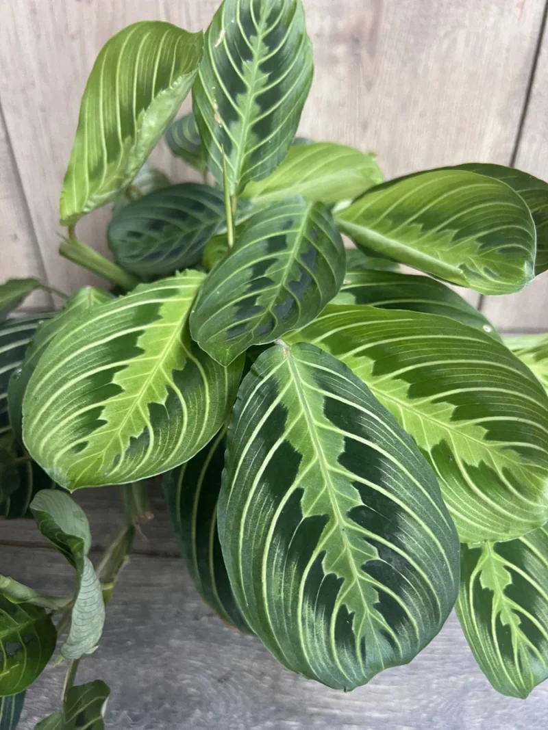 Maranta Lemon Lime Live Plant - 4in Potted Prayer Plant