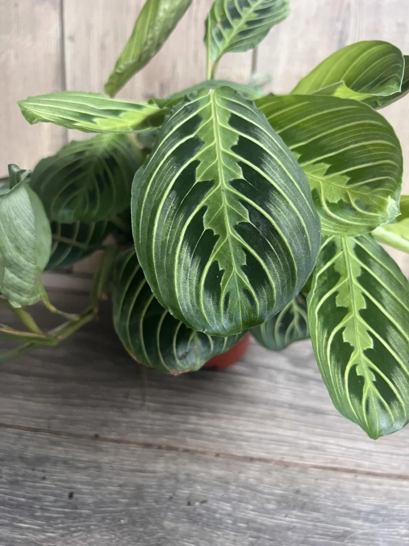 Maranta Lemon Lime Live Plant - 4in Potted Prayer Plant