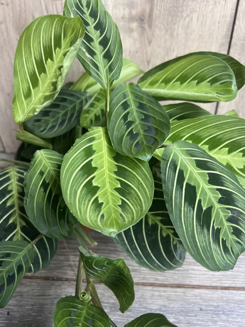Maranta Lemon Lime Live Plant - 4in Potted Prayer Plant