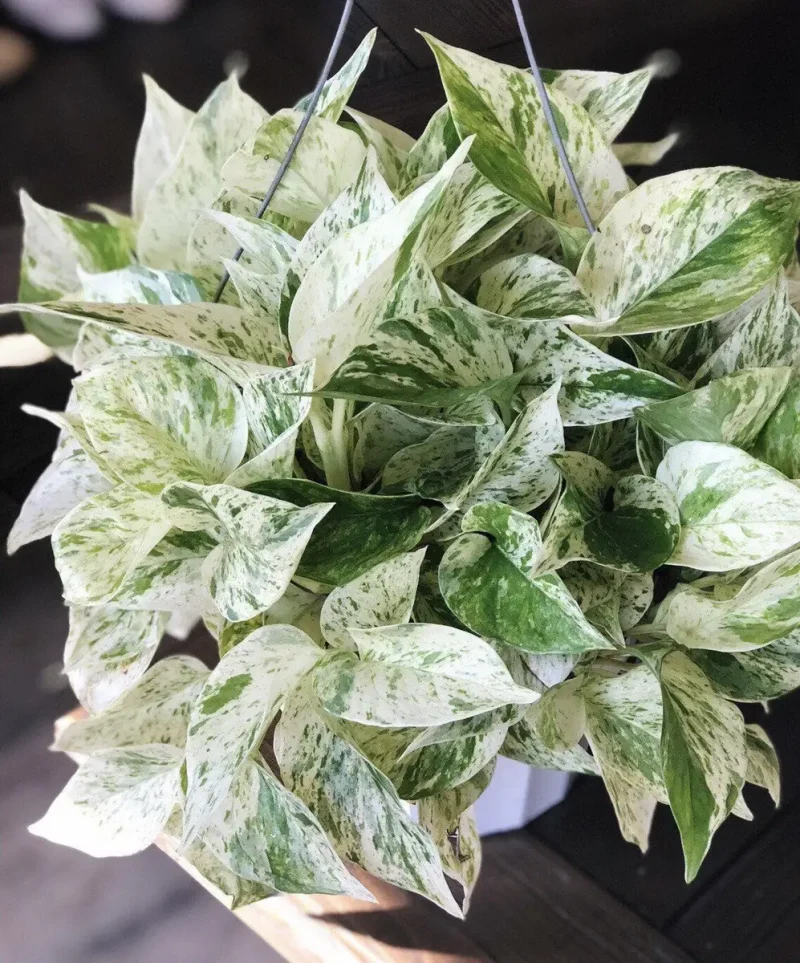Marble Pothos Cuttings - Variegated Indoor House Plant