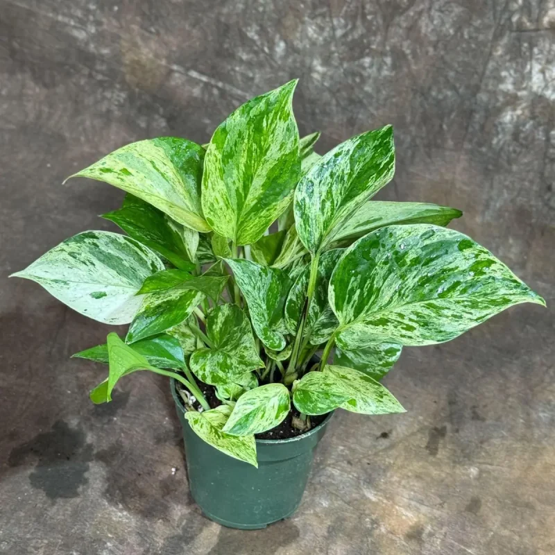 Marble Queen Pothos Live Plant - Variegated Indoor Houseplant