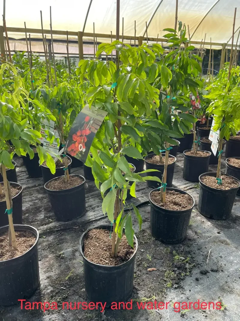 Mauritius Lychee Tree - 3 Gallon, 3 Feet Tall Live Plant