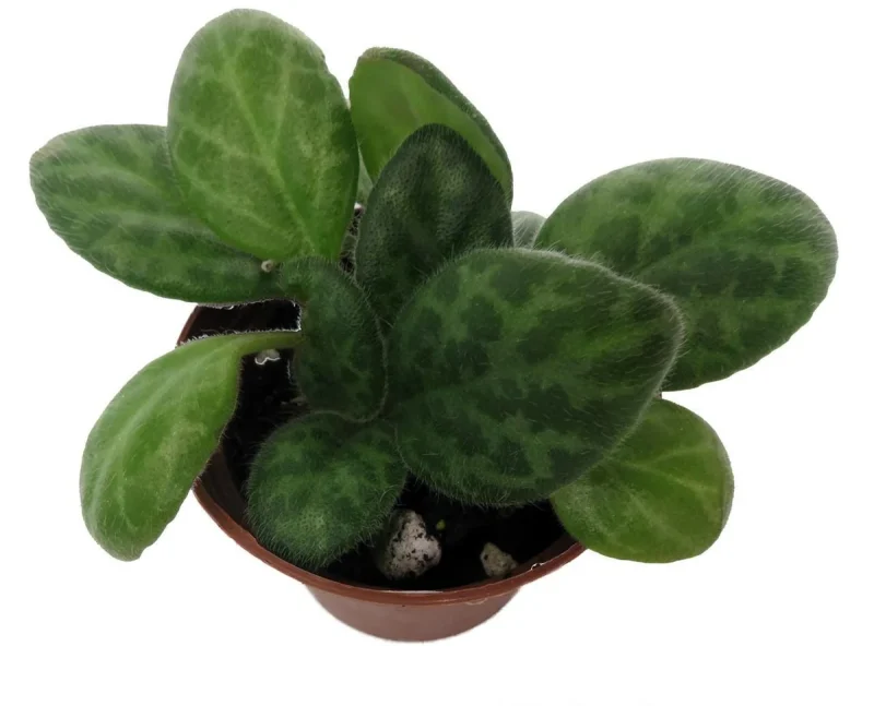 Mellow Yellow Asian Violet (Primulina) - 2.5" Pot House Plant
