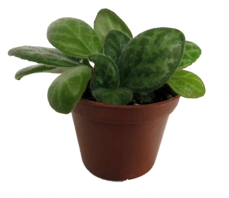 Mellow Yellow Asian Violet (Primulina) - 2.5" Pot House Plant