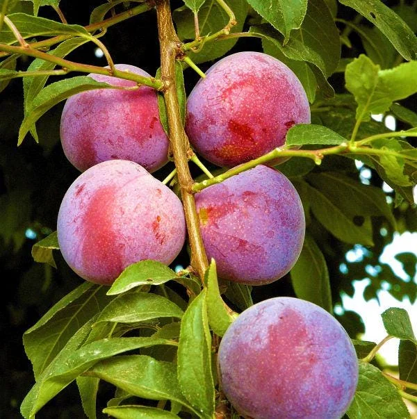 Methley Plum Tree Bare-Root - Self-Pollinating Fruit Tree