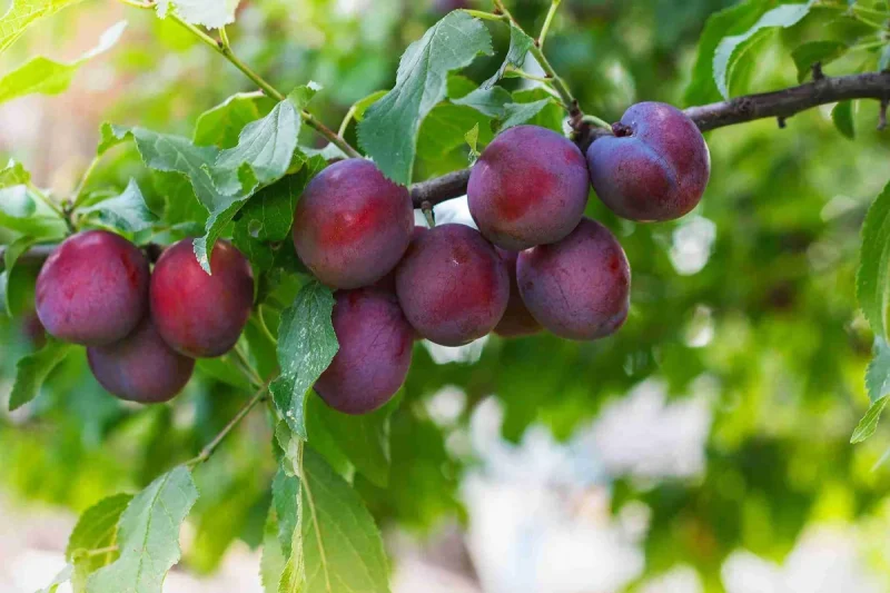 Methley Plum Tree Bare-Root - Self-Pollinating Fruit Tree