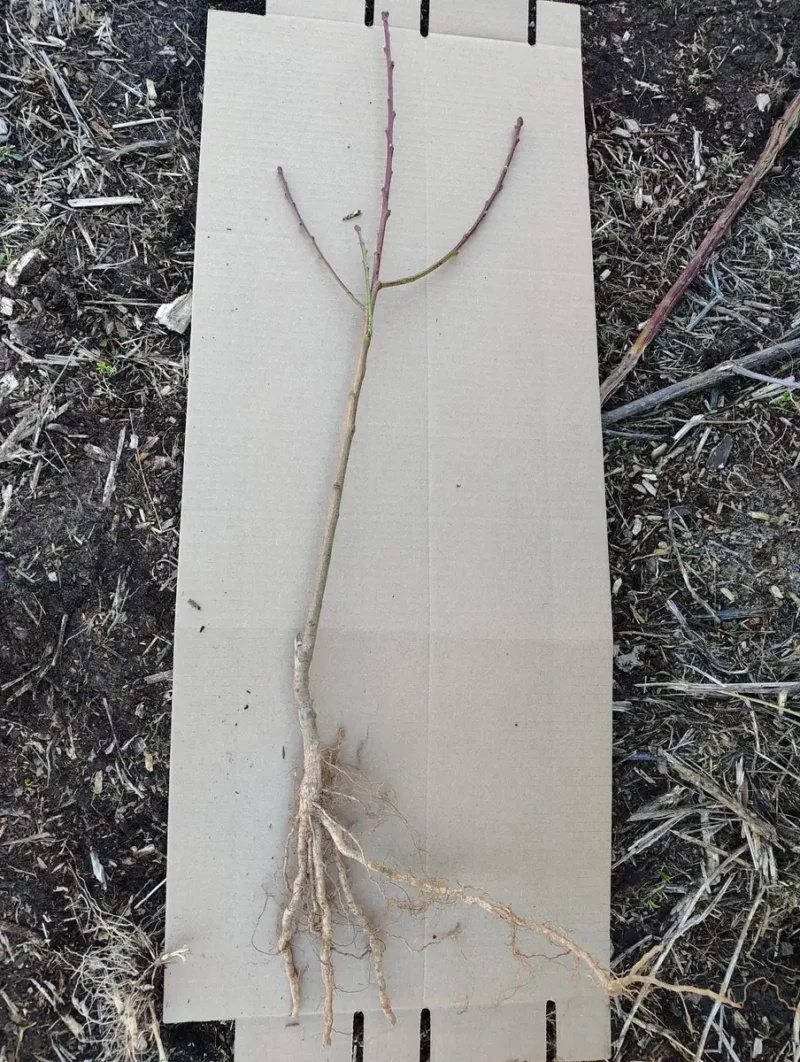 Methley Plum Tree Bareroot - 2-3 ft Tall - Self-Fertile Fruit Tree