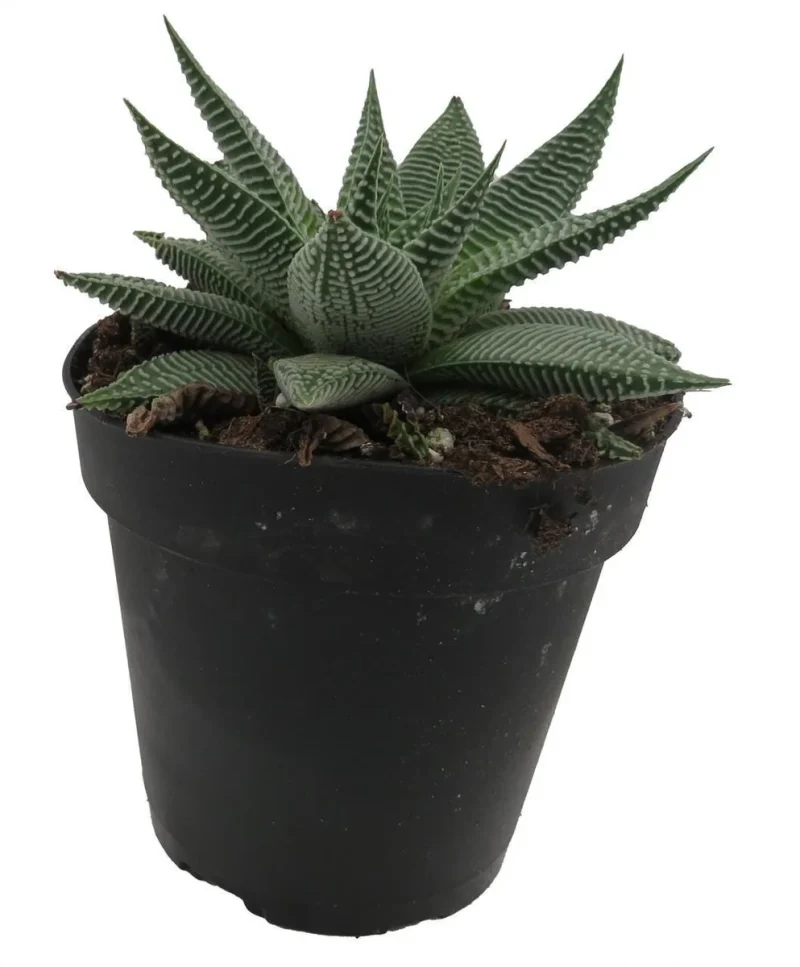 Miami Haworthia Succulent Plant - 4" Pot - Low Maintenance