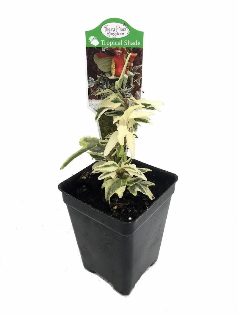 Mini English Ivy Live Plant - Variegated, 2.5" Pot, Indoor