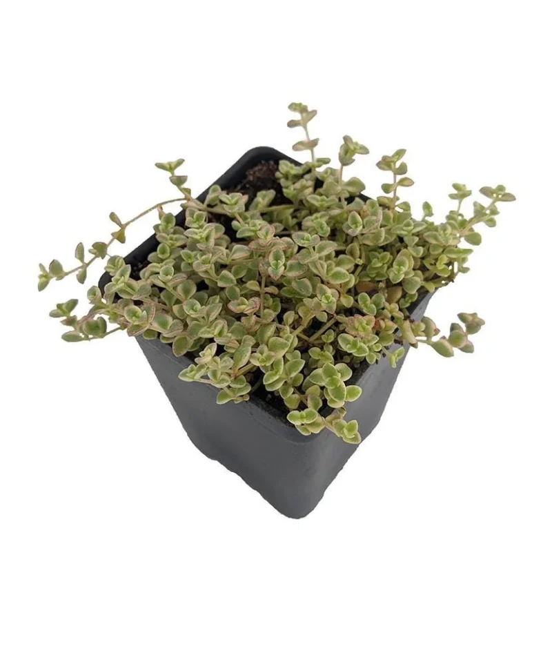 Mini Kitty Jade Plant - Crassula Live Succulent - 2.5" Pot
