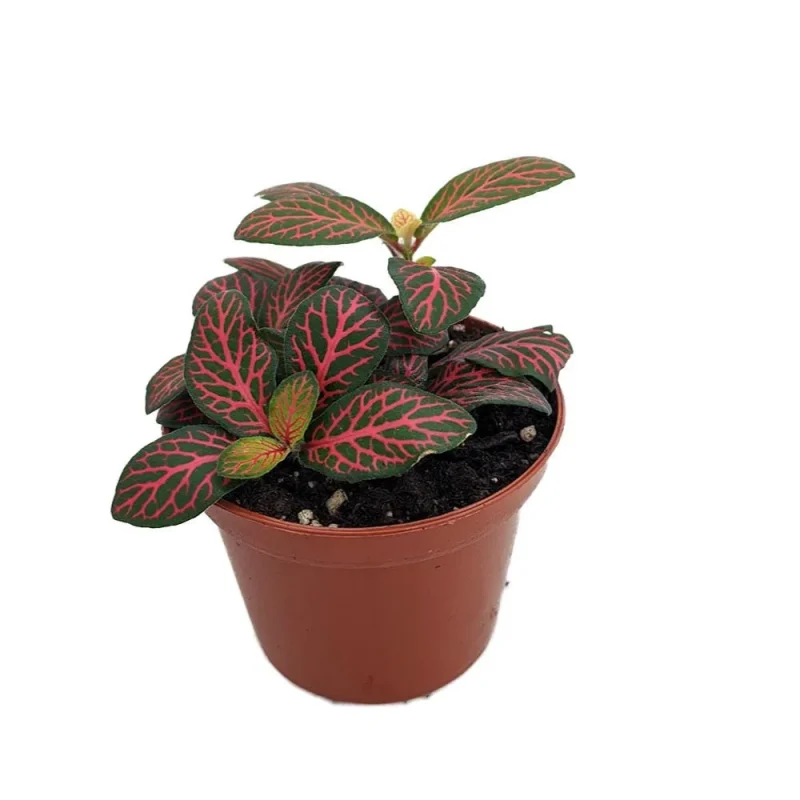 Mini Red Veined Nerve Plant - Fittonia - Easy House Plant