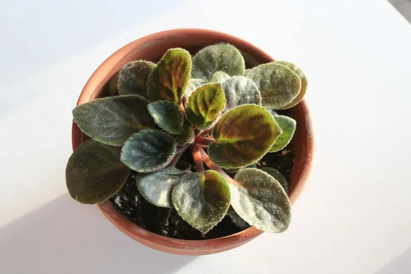 Miniature African Violet Plants - 3-Pack 2-inch Pots