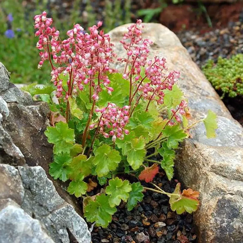 Miniature Pulchella Coral Bells - Heuchera Live Plant