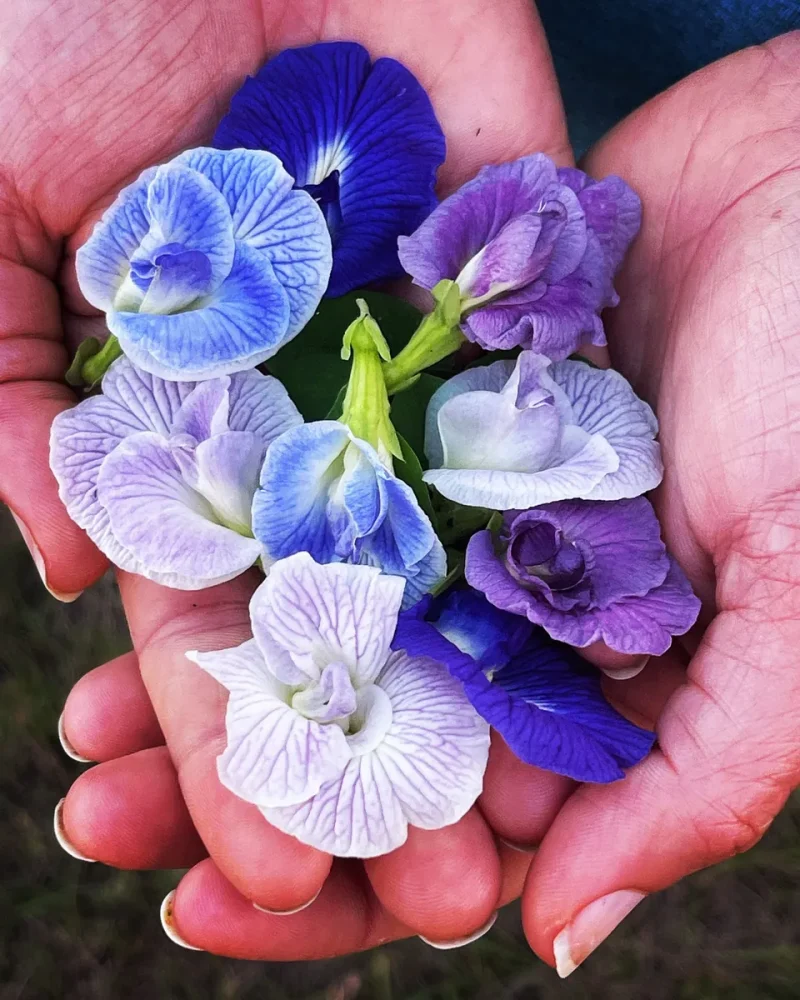 Mix Color Butterfly Pea Seeds - Grow Vibrant Vines