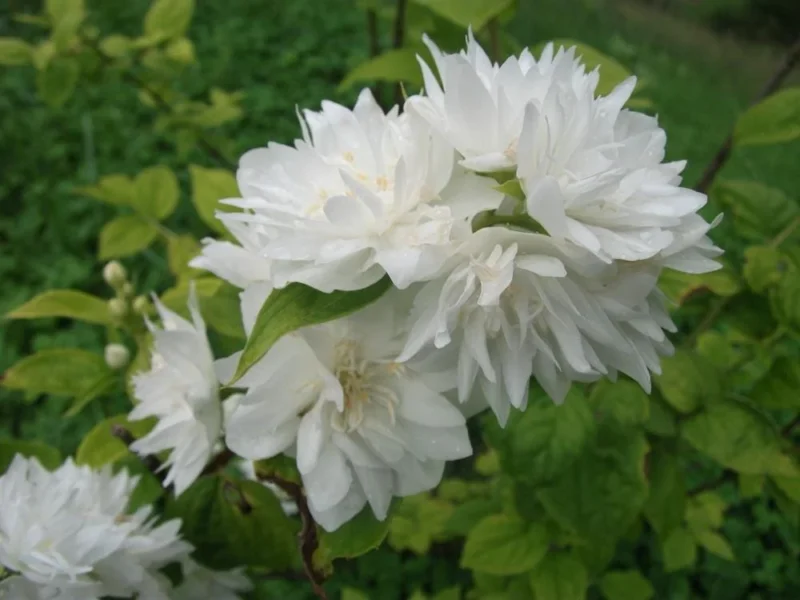 Mock Orange Minnesota Snowflake Shrub - Fragrant Live Plant