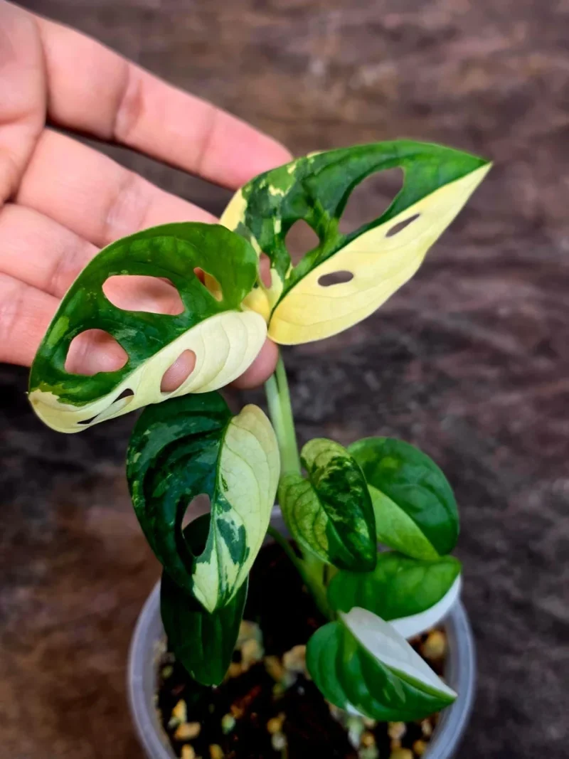 Monstera Adansonii Albo Variegated Plant - Half-Moon Swiss Cheese