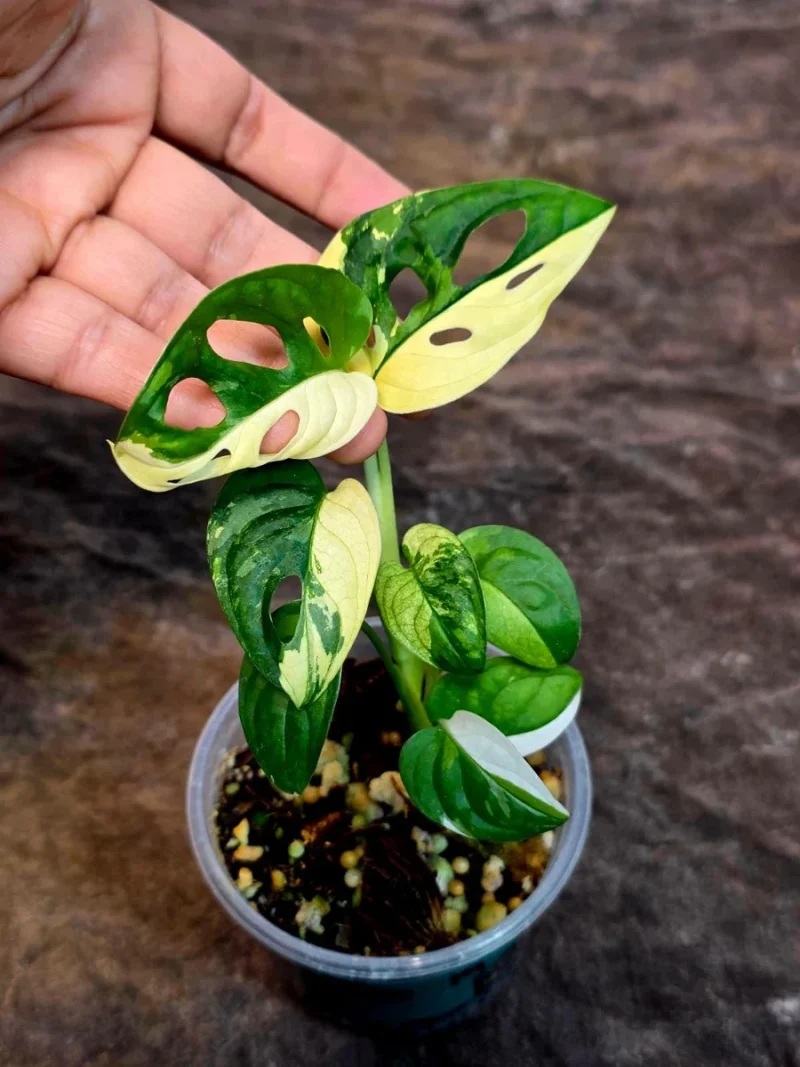 Monstera Adansonii Albo Variegated Plant - Half-Moon Swiss Cheese