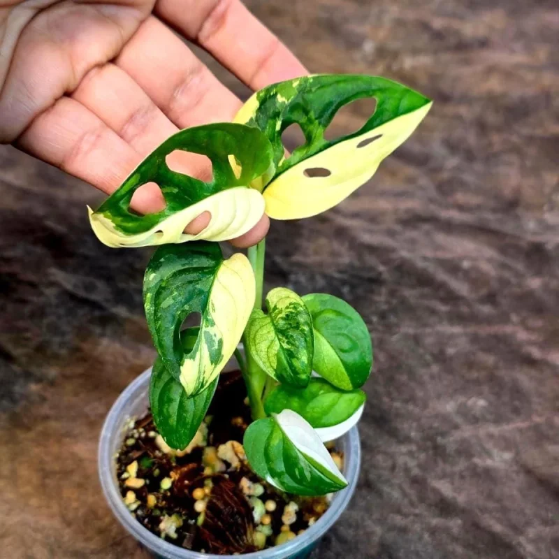 Monstera Adansonii Albo Variegated Plant - Half-Moon Swiss Cheese