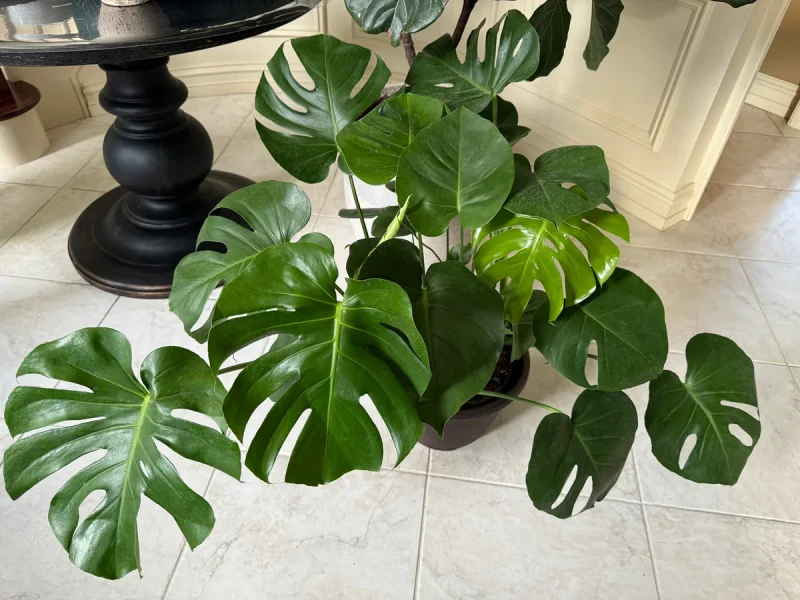 Monstera Deliciosa Live Plant - Large 2 Gallon Pot, 3ft Wide