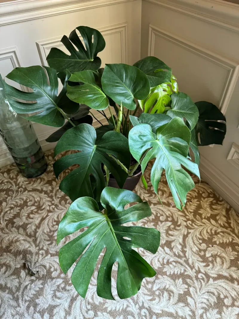 Monstera Deliciosa Live Plant - Large 2 Gallon Pot, 3ft Wide