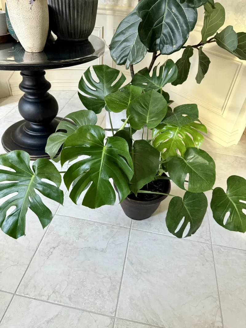 Monstera Deliciosa Live Plant - Large 2 Gallon Pot, 3ft Wide