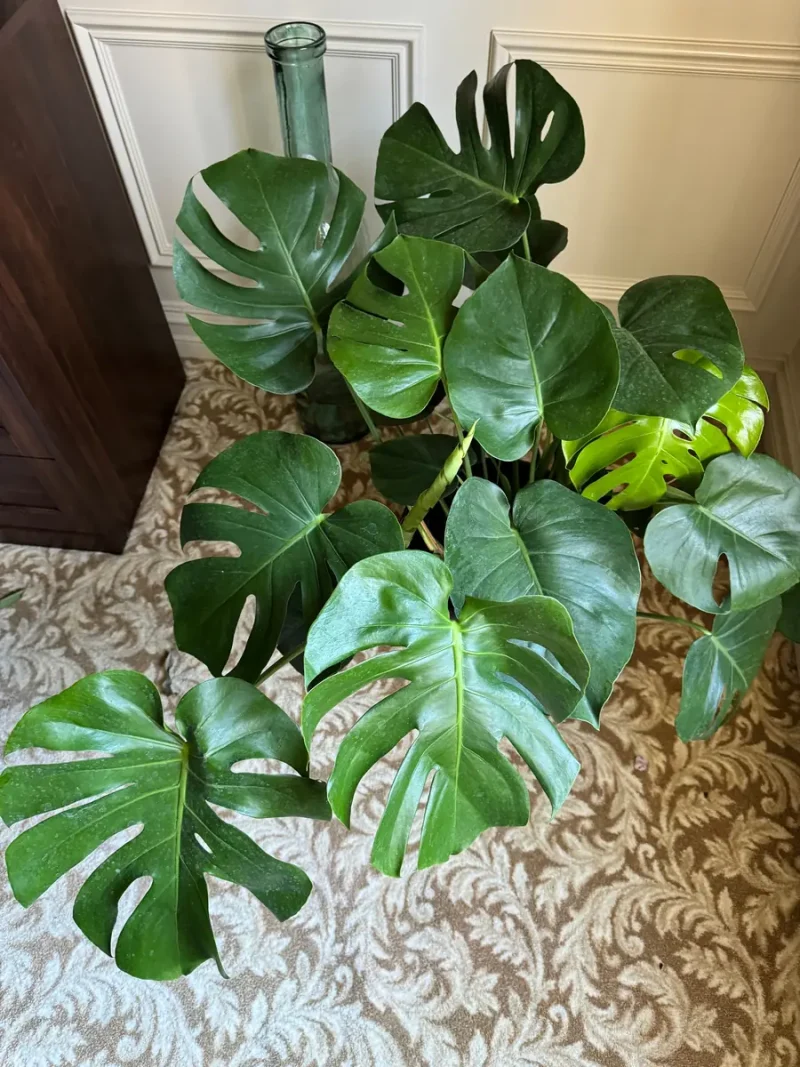 Monstera Deliciosa Live Plant - Large 2 Gallon Pot, 3ft Wide