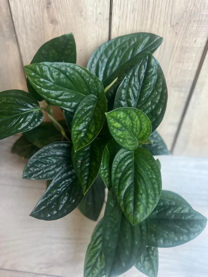 Monstera Peru Live Plant - 6 inch Pot - Rare Houseplant