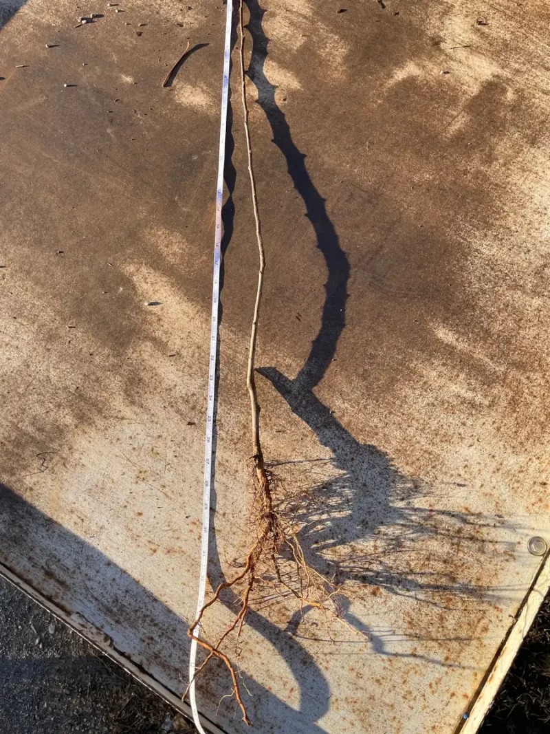 Moonglow Pear Tree Bareroot - 2-3 ft Tall, Fire Blight Resistant