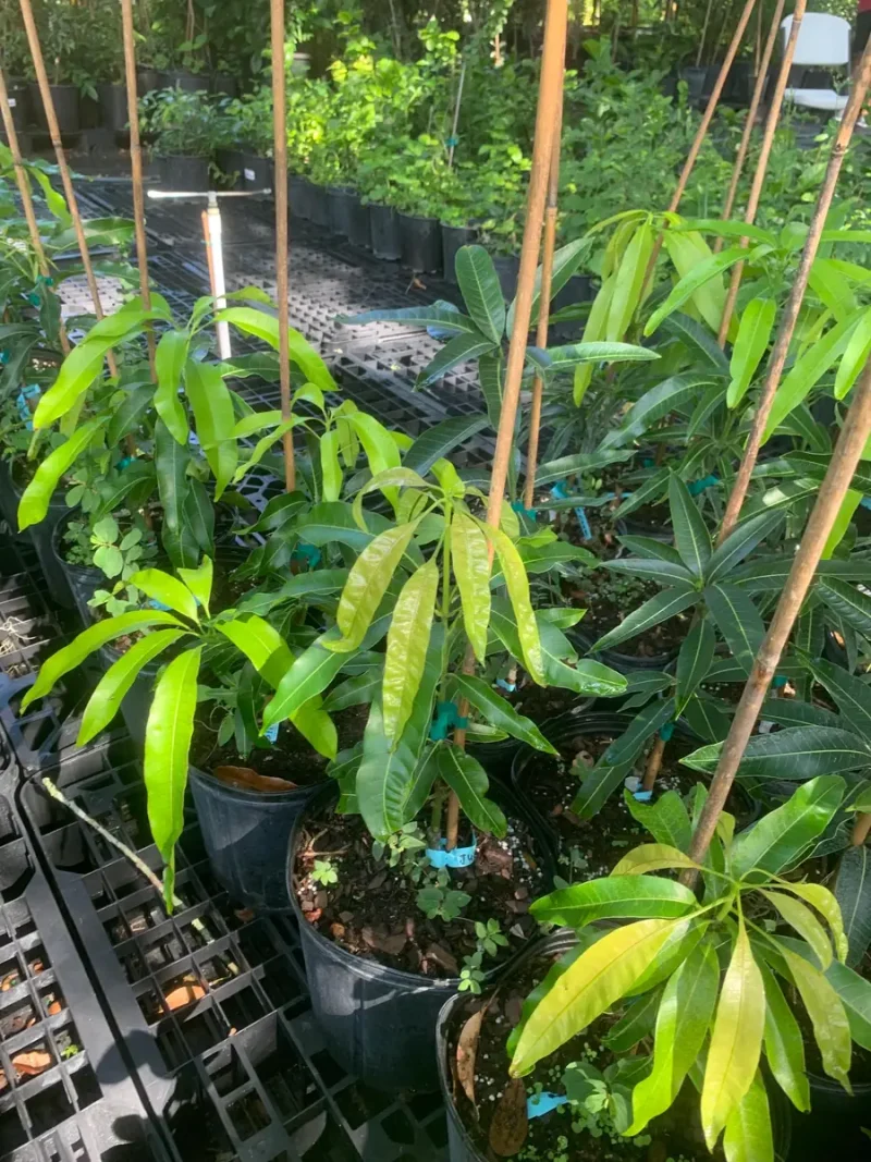 NAM Doc Mai Mango Tree Plant - Grafted Thai Mango Live Plant